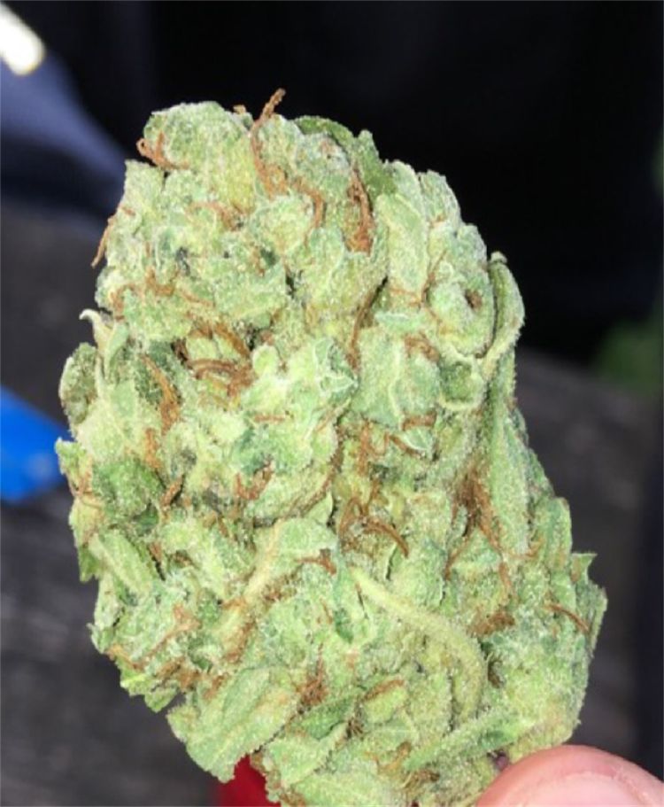 Super Lemon Haze Vs Durban Poison - Compare 16 Strain Features Super Lemon Haze Vs Durban Poison - Compare 16 Strain Features
