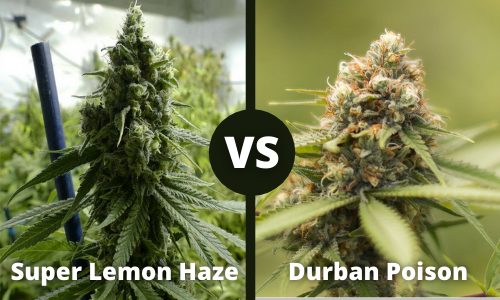 Super Lemon Haze Vs Durban Poison - Compare 16 Strain Features Super Lemon Haze Vs Durban Poison - Compare 16 Strain Features