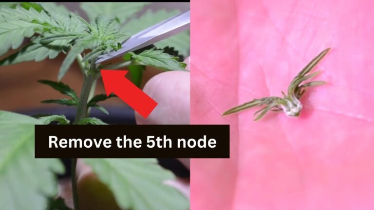 3-Week Old Autoflower (How Should It Look?) My Experience