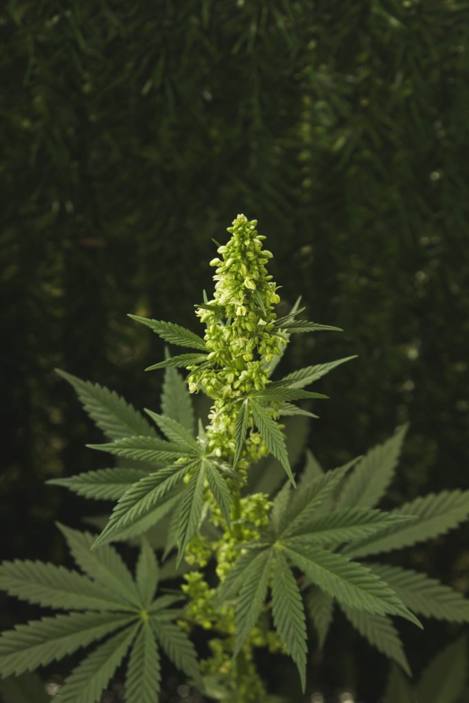 How To Identify Early Signs Of A Male Cannabis Plant?