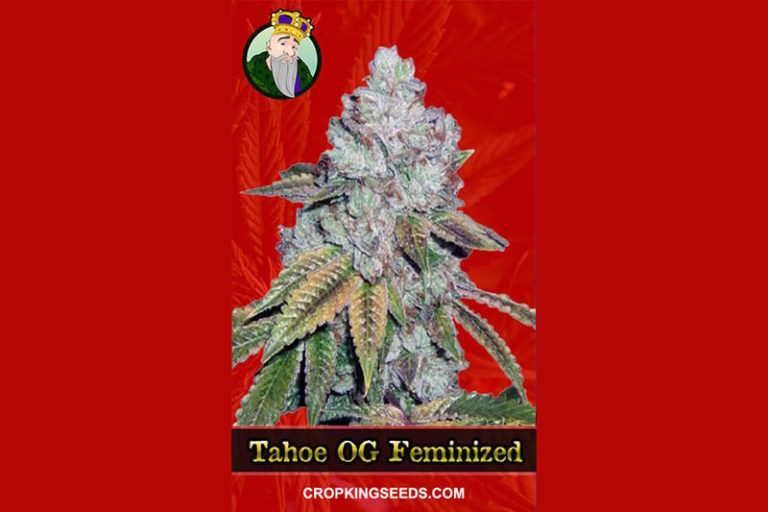 Tahoe OG Strain - GreenBudGuru Tahoe OG Strain - GreenBudGuru