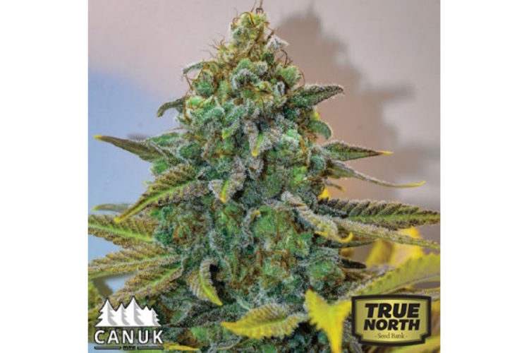 Cinderella 99 Strain - GreenBudGuru